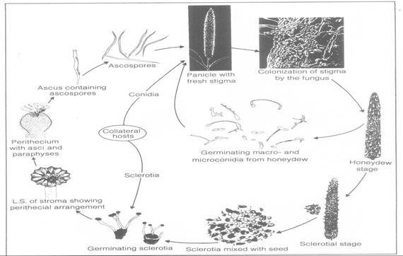 ICAR-AICRP on Pearl Millet